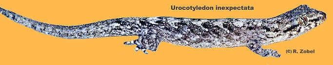 Seychelles Sucker-tailed Gecko | Animal Database | Fandom