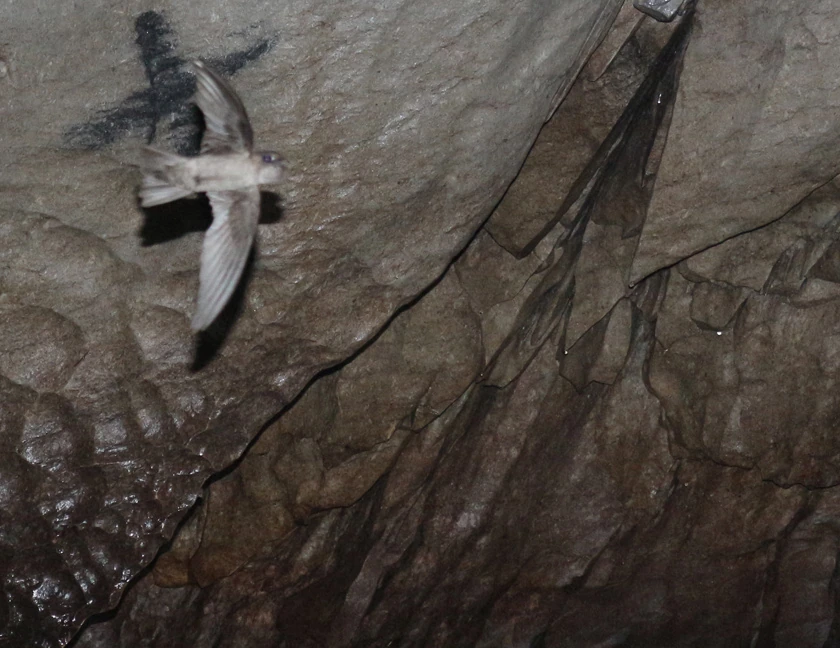 Palawan Swiftlet | Animal Database | Fandom