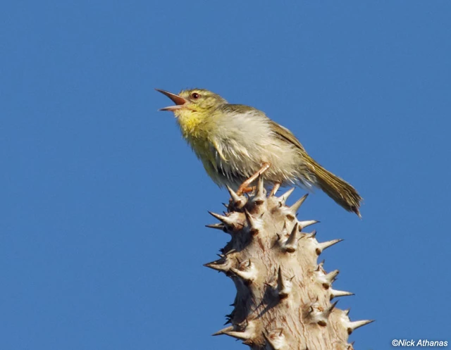 Stripe-Throated Jery | Animal Database | Fandom