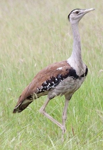 Australian Bustard | Animal Database | Fandom