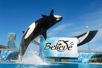 Believe (Shamu show) | Animal Database | Fandom
