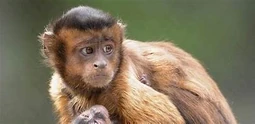 Kaapori Capuchin | Animal Database | Fandom