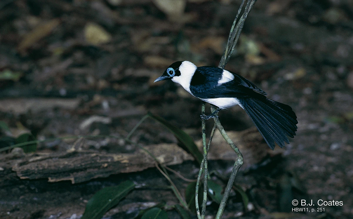 Frilled Monarch | Animal Database | Fandom