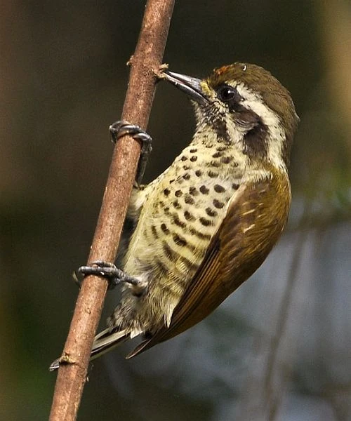 Speckled Piculet | Animal Database | Fandom