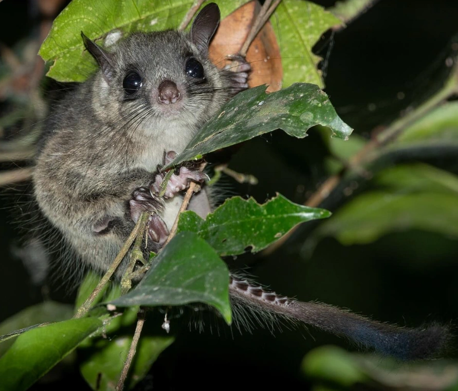 Dwarf Scaly-tailed Squirrel | Animal Database | Fandom