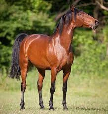 Alter-real | Animal Database | Fandom