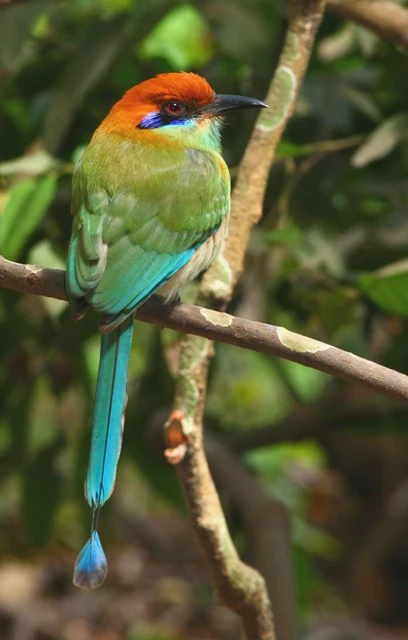 Russet-crowned Motmot | Animal Database | Fandom