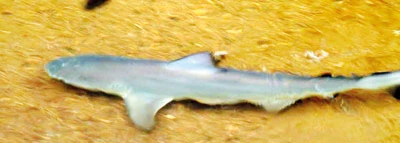 Pondicherry Shark | Animal Database | Fandom