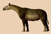 Paraceratherium | Animal Database | Fandom