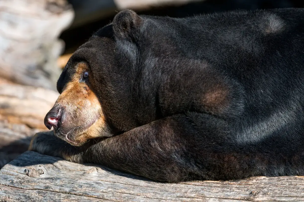 Sun Bear | Animal Database | Fandom