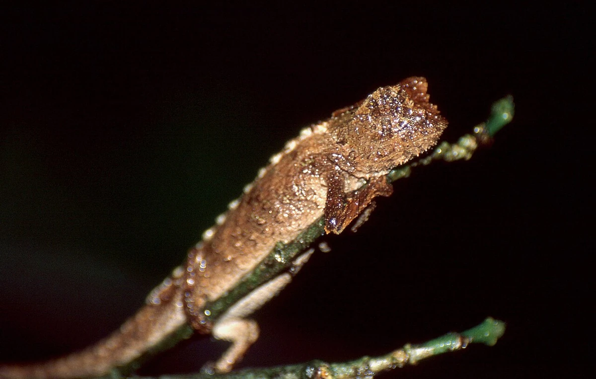 Brookesia ebenaui | Животные Вики | Fandom