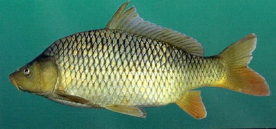 Baby Common Carp Fish
