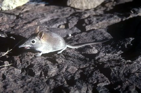 Elephantulus | Animal Database | Fandom