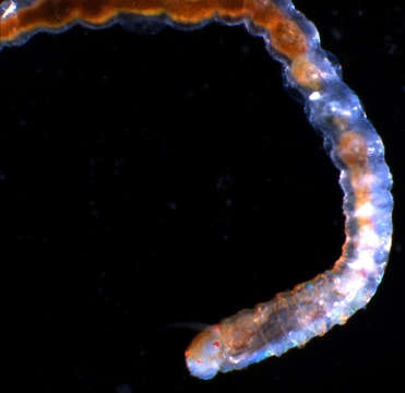 Lysidice unicornis | Animal Database | Fandom