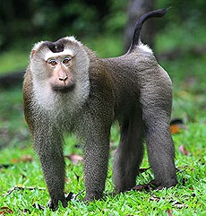 Northern Pig-tailed Macaque | Animal Database | Fandom
