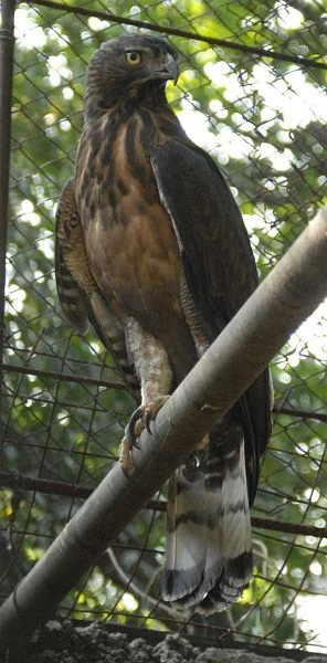 Philippine Hawk-eagle | Animal Database | Fandom