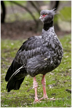 Southern Screamer | Animal Database | Fandom