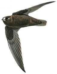 Spot-fronted Swift | Animal Database | Fandom