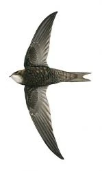 African Black Swift | Animal Database | Fandom