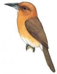 Chestnut-headed Nunlet | Animal Database | Fandom