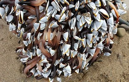 Goose barnacles | Animal Database | Fandom