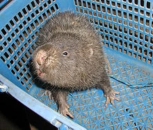 Lesser Bamboo Rat | Animal Database | Fandom