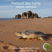 Flatback Sea Turtle | Animal Database | Fandom