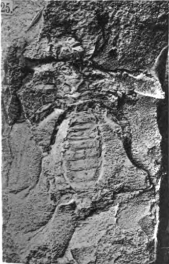 Geralinura | Animal Database | Fandom