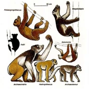 Megaladapis | Animal Database | Fandom