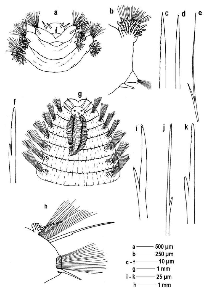 Linopherus paucibranchiata | Animal Database | Fandom