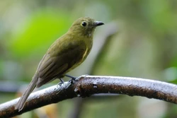 Olivaceous Piha | Animal Database | Fandom