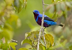 Banded Cotinga | Animal Database | Fandom
