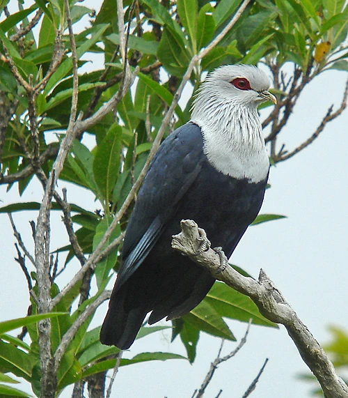 Comoros Blue Pigeon | Animal Database | Fandom