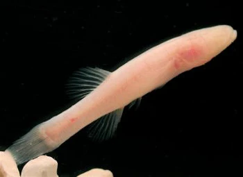 Hoosier Cavefish | Animal Database | Fandom