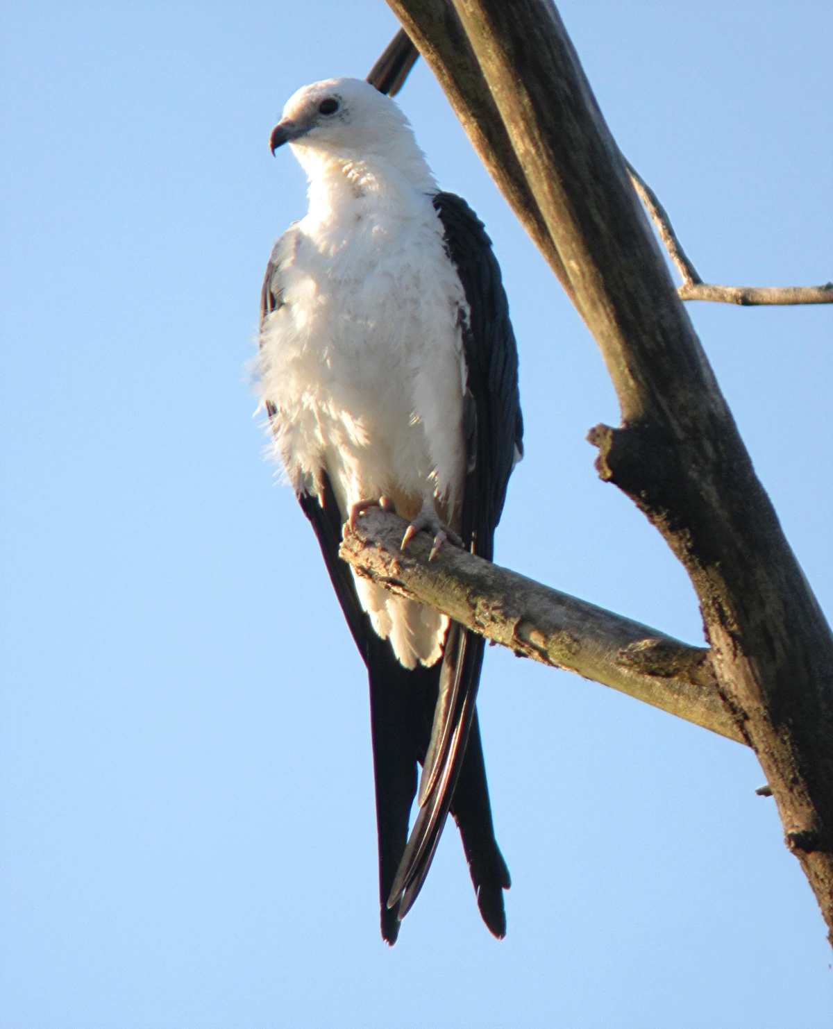 Swallow-tailed Kite | Animal Database | Fandom