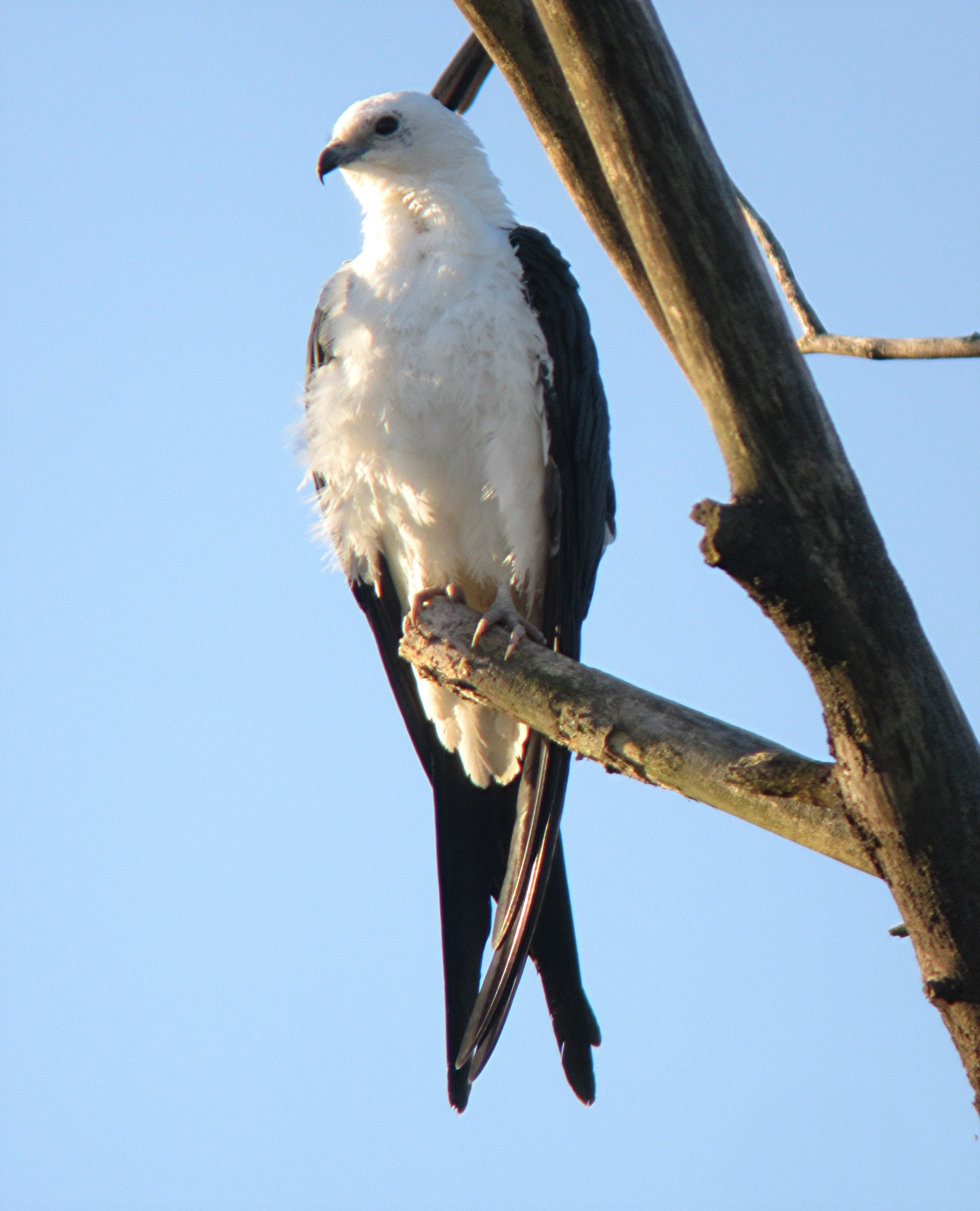 Swallow Tailed Kite Bird