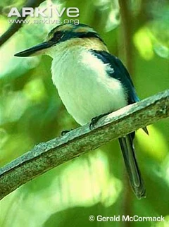 Mewing Kingfisher | Animal Database | Fandom