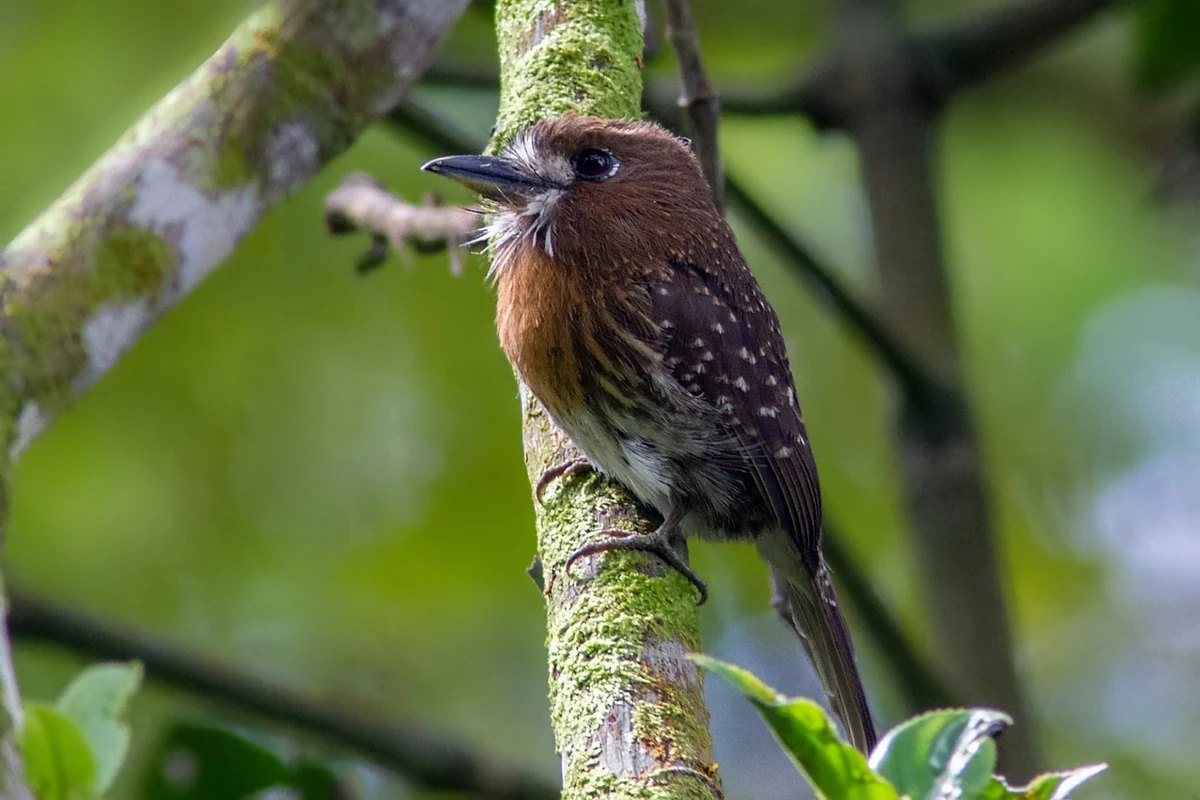 Moustached Puffbird | Animal Database | Fandom