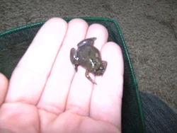 Mawa Clawed Frog | Animal Database | Fandom