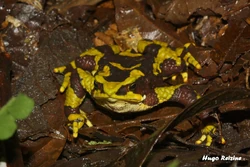 Atelopus pachydermus | Animal Database | Fandom