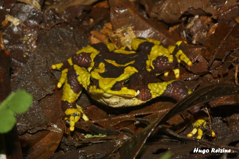 Atelopus pachydermus | Animal Database | Fandom