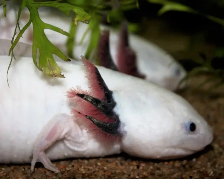Axolotl Color Variations