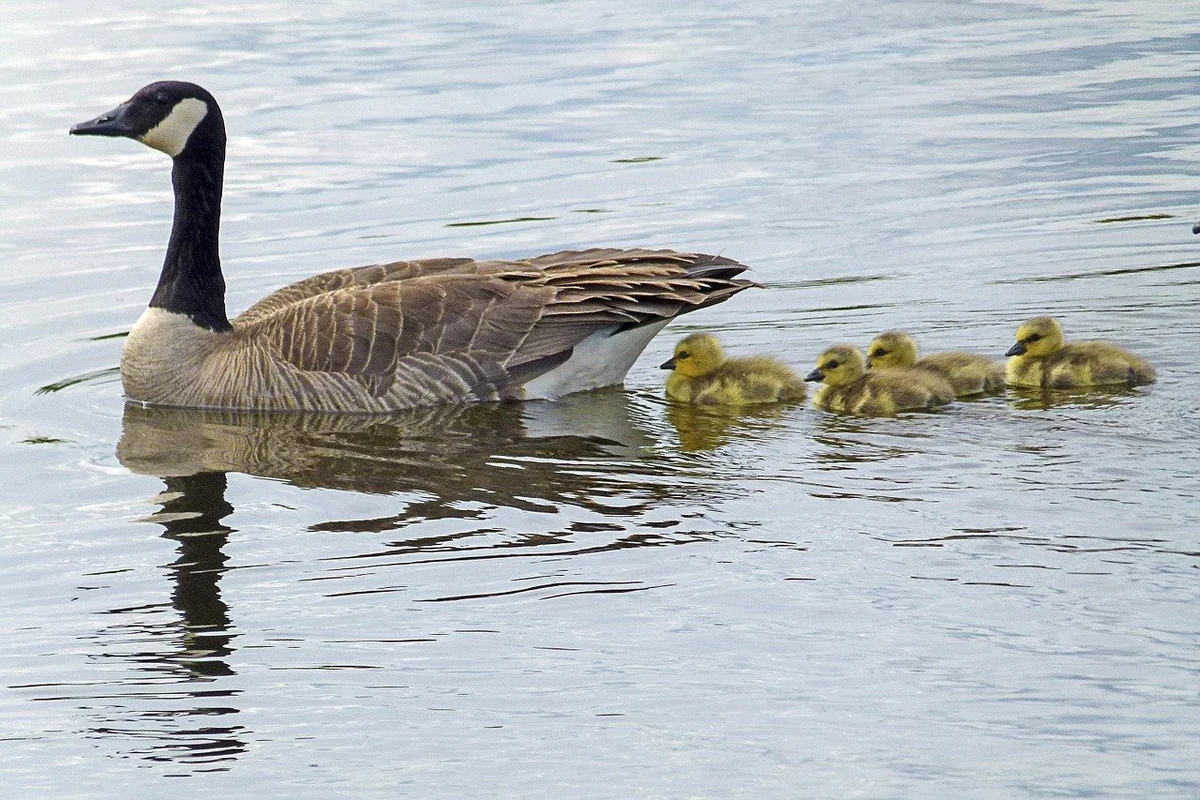 Canada Goose | Animal Database | Fandom