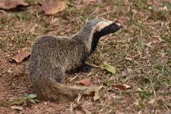 Greater Grison | Animal Database | Fandom