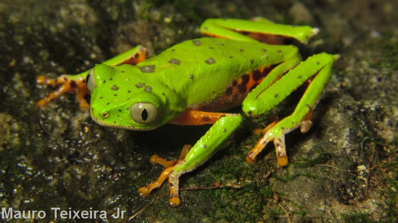 Phasmahyla | Animal Database | Fandom