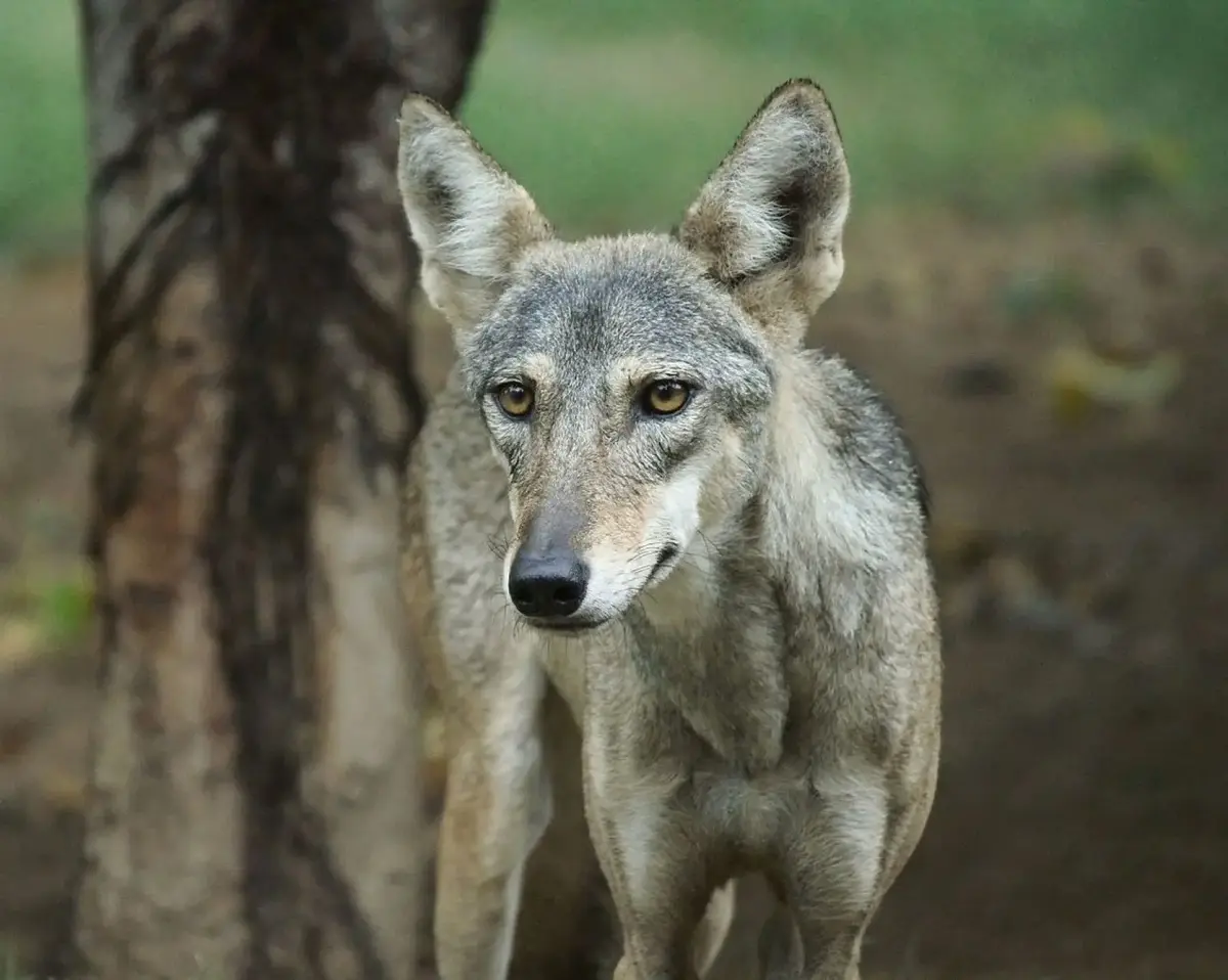 Indian Wolf | Animal Database | Fandom
