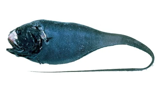 Roundhead Grenadier | Animal Database | Fandom