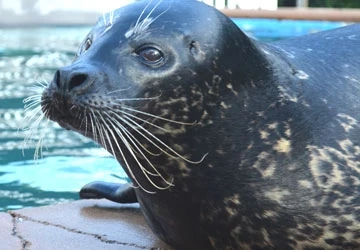 Scooter | Animal Database | Fandom