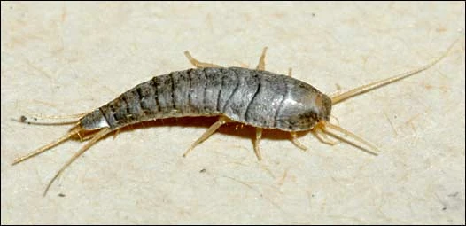 Silverfish | Animal Database | Fandom