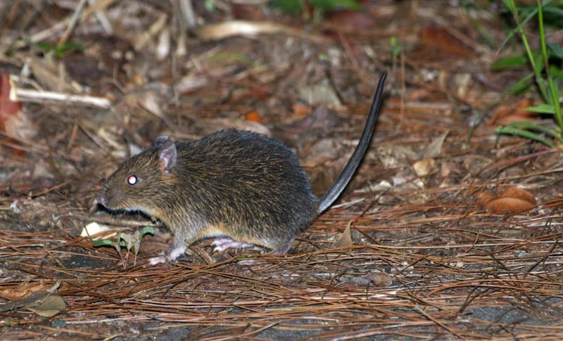 Tokunoshima Spiny Rat | Animal Database | Fandom